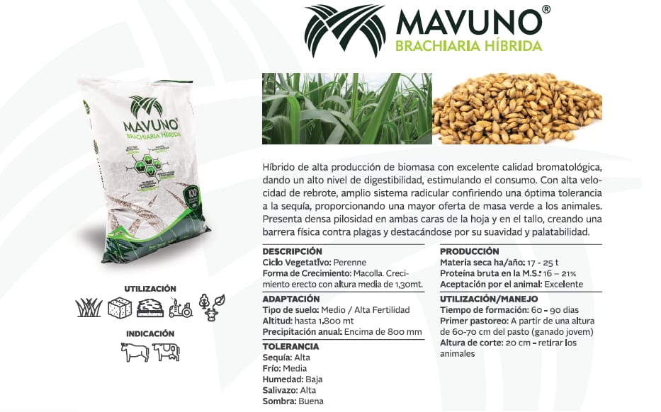 Brachiaria Híbrido Mavuno x 5 kilos – Insumos & Semillas
